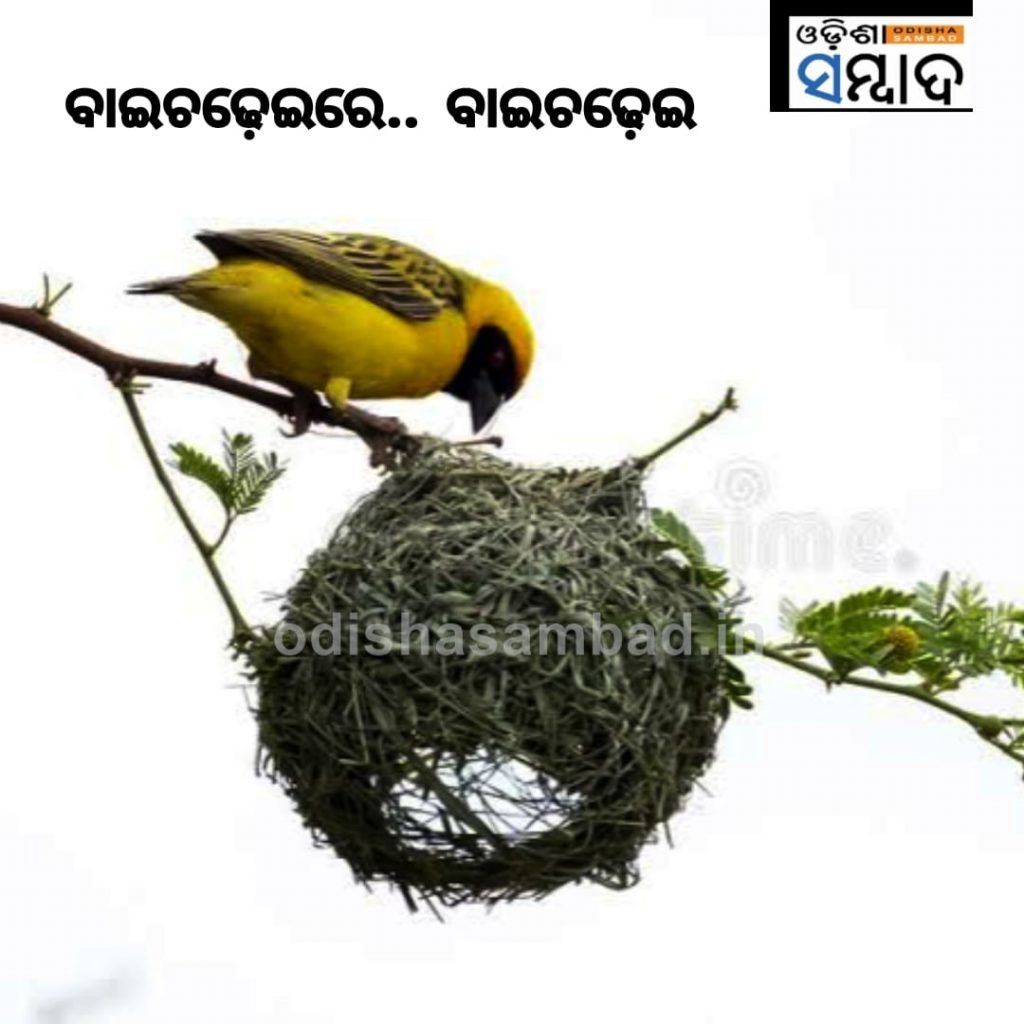 ଶିଶୁ ଗଳ୍ପ : ବାଇଚଢ଼େଇରେ…ବାଇଚଢ଼େଇ – Odisha Sambad