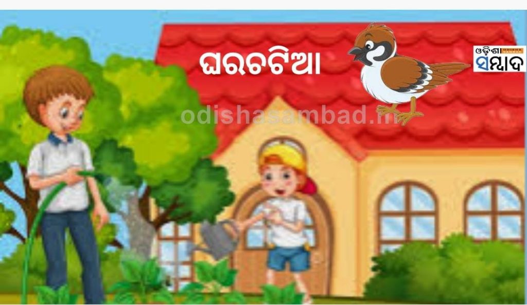 ଶିଶୁ କବିତା : ଘରଚଟିଆ – Odisha Sambad