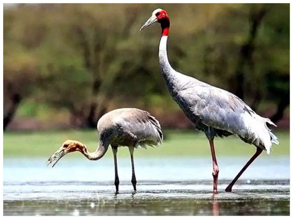 ପ୍ରେମ ଓ ସମର୍ପଣର ପ୍ରତୀକ ହେଉଛି ଏହି ପକ୍ଷୀ, ରାମାୟଣ ସହ ଜଡିତ ଏହାର କାହାଣୀ ...